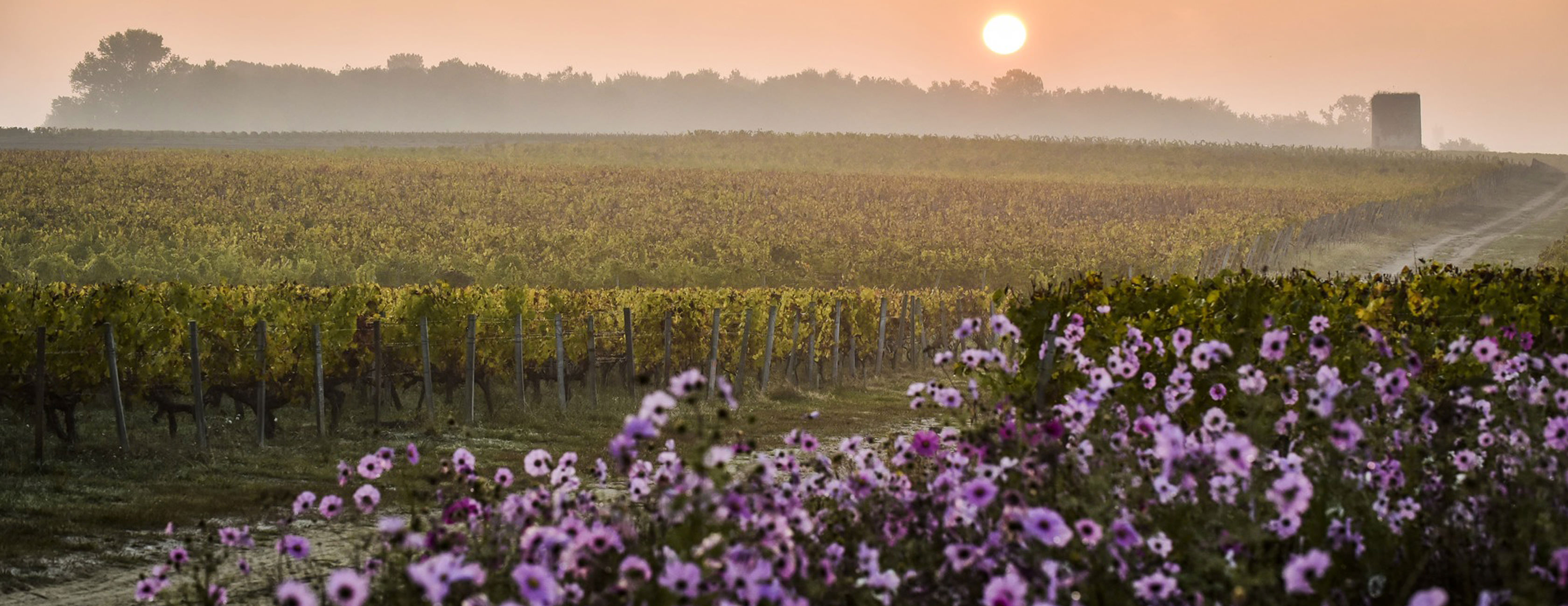 L’histoire du Médoc - Conseil des Vins du Médoc