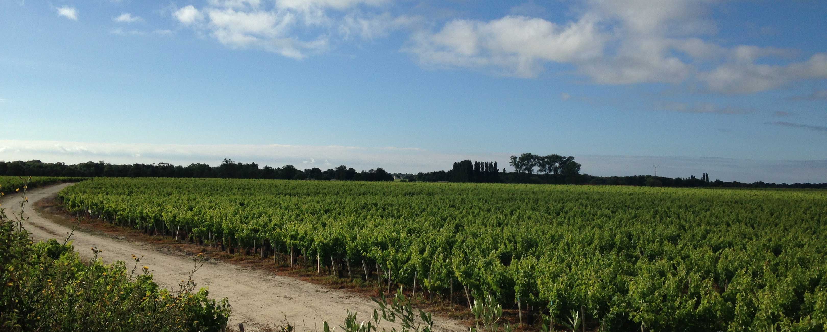 Château Bégadanet - Conseil des Vins du Médoc